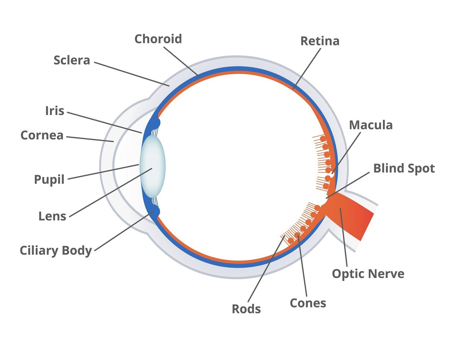 Everything Eye: Anatomy – EyeDefense
